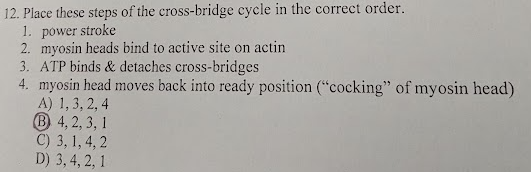Solved 12. Place these steps of the cross-bridge cycle in | Chegg.com