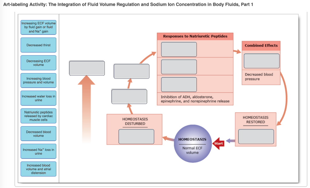 Solved Label the events resulting from increasing ECF | Chegg.com