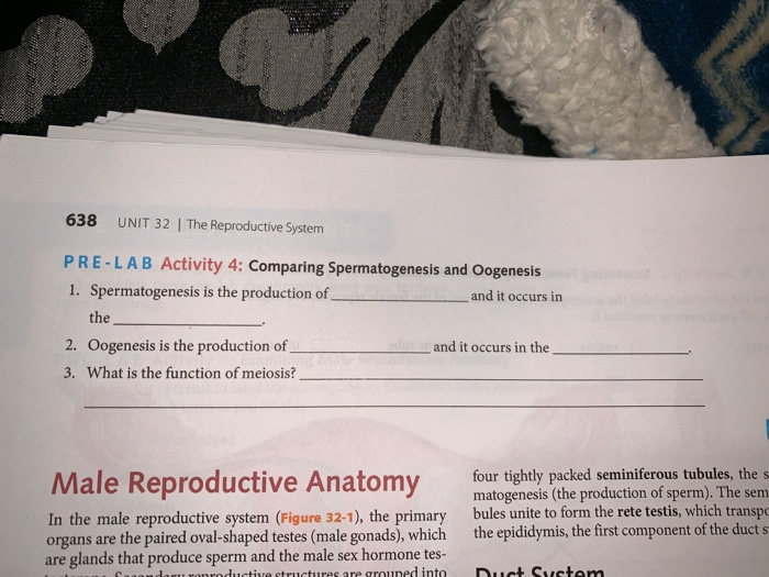 Solved 638 UNIT 32 | The Reproductive System PRE-LAB | Chegg.com