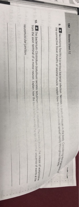 Solved 190 Review Sheet 12 sarcomere Using the terms from | Chegg.com Solved 190 Review Sheet 12 sarcomere Using the terms from | Chegg.com