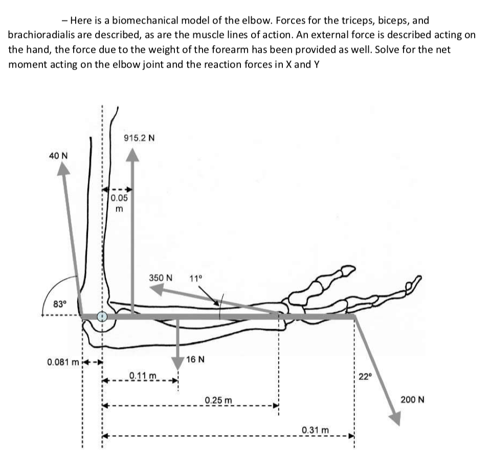 Solved - Here is a biomechanical model of the elbow. Forces | Chegg.com