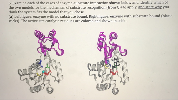 Solved 5. Examine each of the cases of enzyme-substrate | Chegg.com