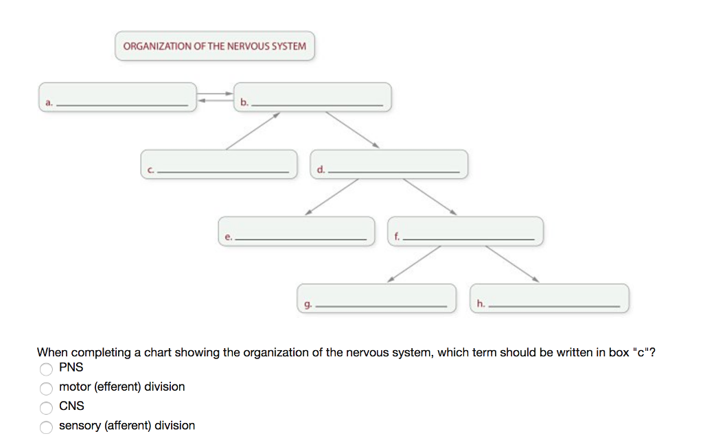 Solved ORGANIZATION OF THE NERVOUS SYSTEM a. b. C. d. e. g. | Chegg.com