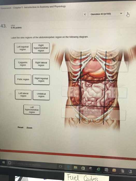 Solved Homework- Chapter 1-Introduction to Anatomy and | Chegg.com Solved Homework- Chapter 1-Introduction to Anatomy and | Chegg.com