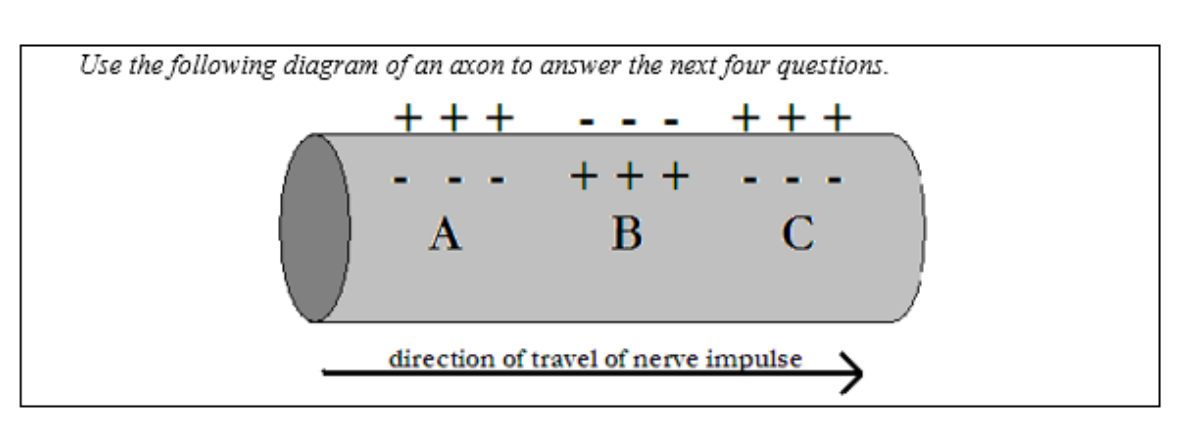 Solved Use the following diagram of an axon to answer the | Chegg.com
