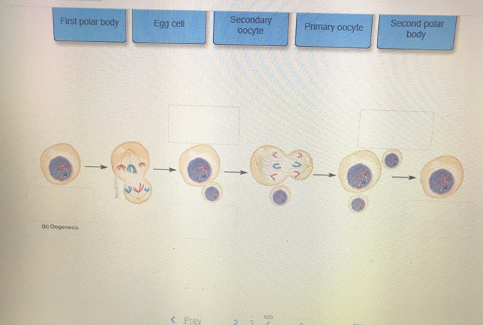 Solved First polar body Secondary oocyte Egg cell Primary | Chegg.com