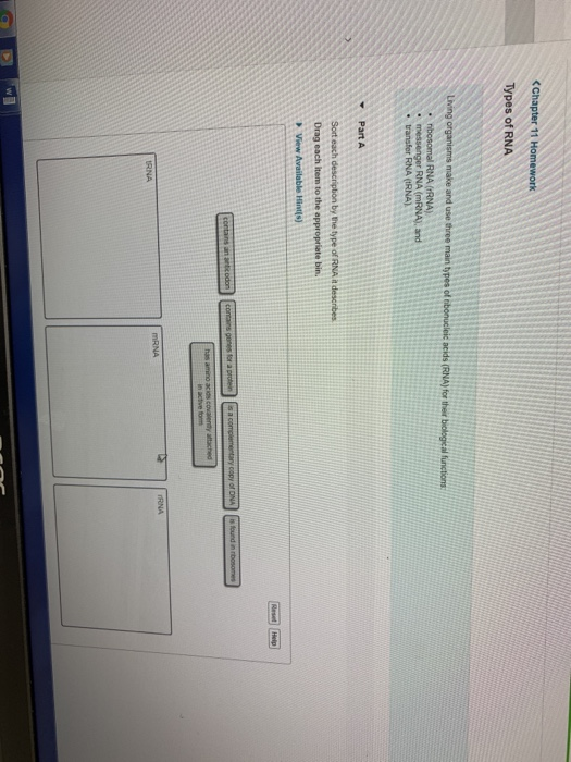 Solved 11 Homework Types of RNA messenger RNA (mRNA) and | Chegg.com