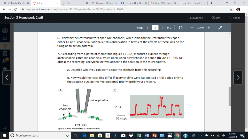 Solved UT Martin User Pc O Files Files xGlycogen Metabo Q | Chegg.com