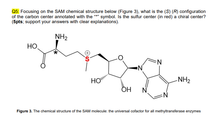 Solved Q5: Focusing on the SAM chemical structure below | Chegg.com