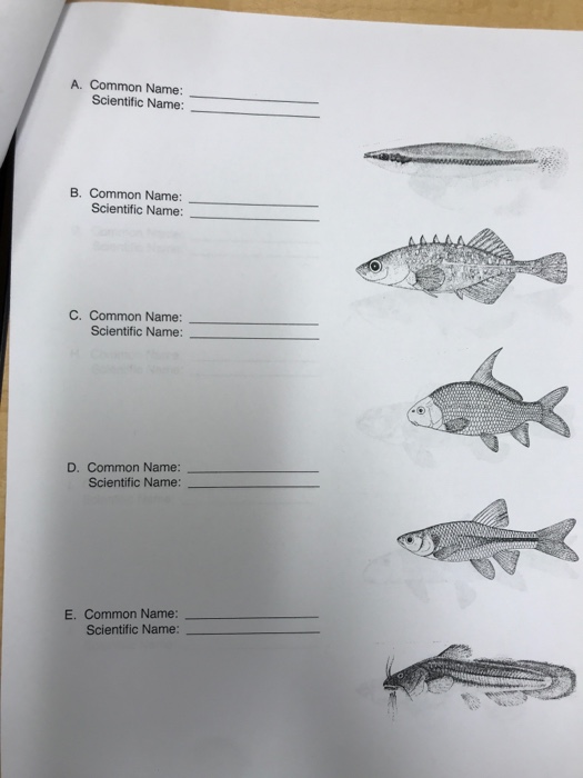 Solved Taxonomy of illinois Fishes (based on Philip W. Smith | Chegg.com