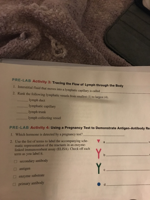 Solved PRE-LAB Activity 3: Tracing the Flow of Lymph through | Chegg.com
