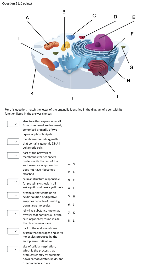Solved Question 2 (10 points) For this question, match the | Chegg.com