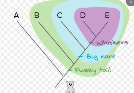 Solved Building phylogenetic trees with 5 ingroup taxa and 1 | Chegg.com