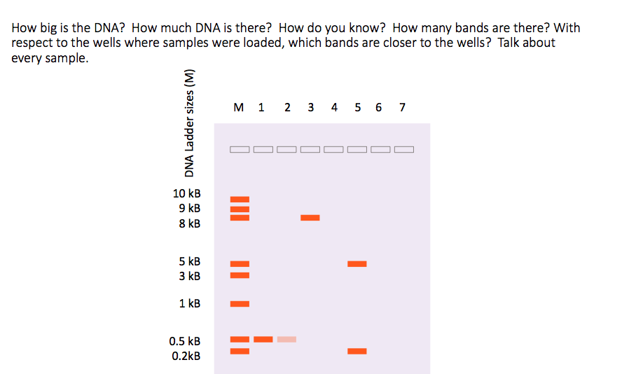 How big is the DNA? How much DNA is there? How do you | Chegg.com