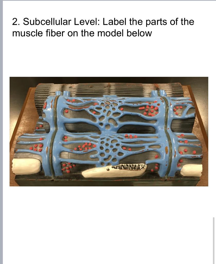 Solved 2. Subcellular Level: Label the parts of the muscle | Chegg.com