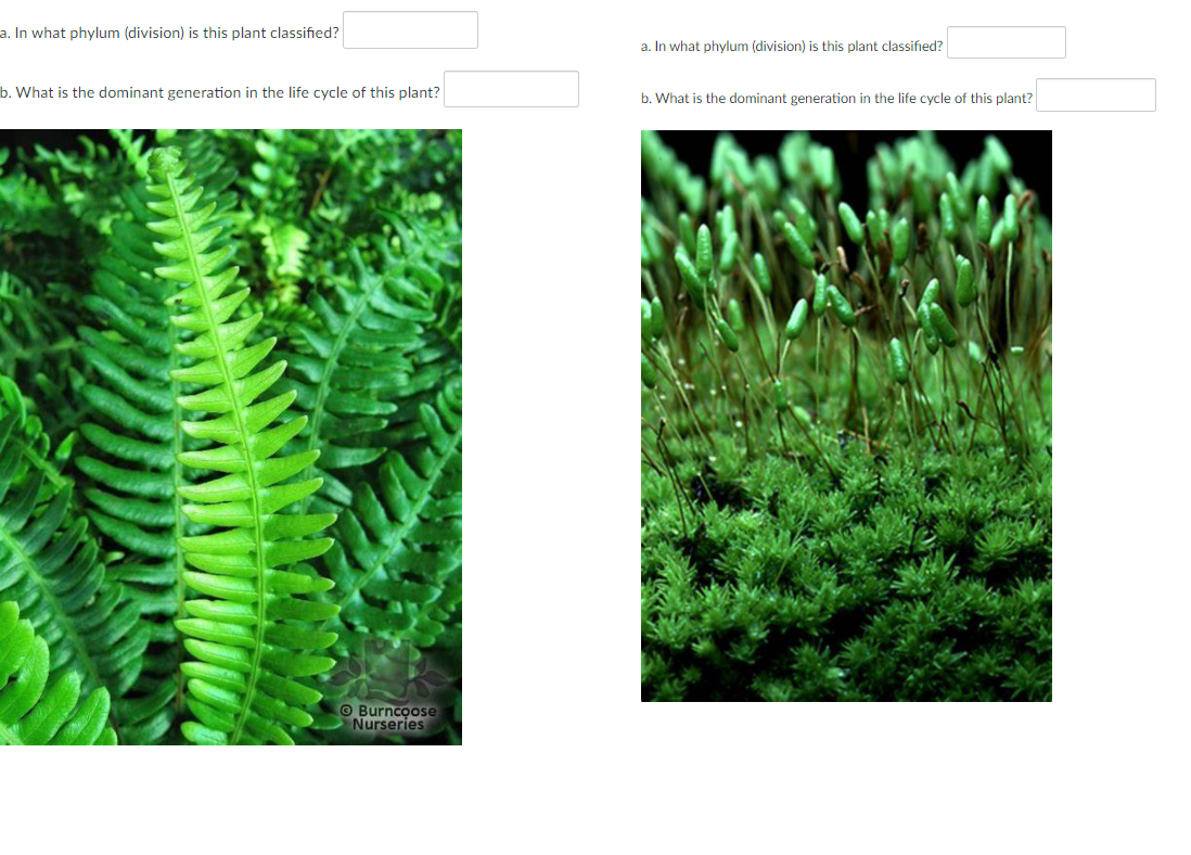 Solved a. In what phylum (division) is this plant | Chegg.com