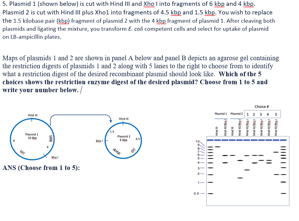 Solved 5. Plasmid 1 (shown below) is cut with Hind III and | Chegg.com