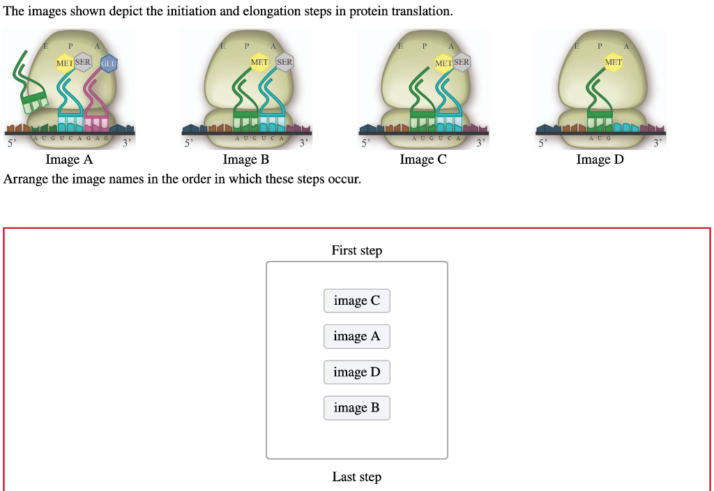 Solved The images shown depict the initiation and elongation | Chegg.com