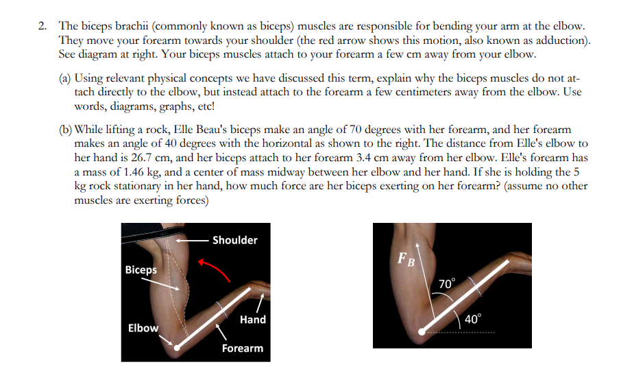 Solved The biceps brachii (commonly known as biceps) muscles | Chegg.com