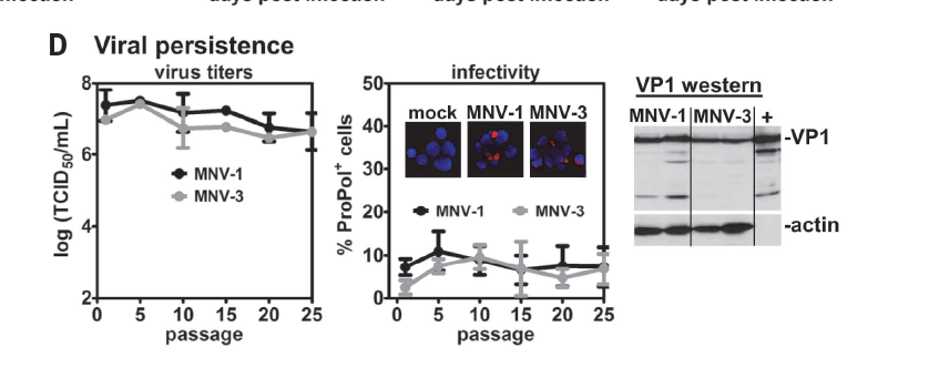Duplicate wells of M12 cells were infected with MNV-1 | Chegg.com