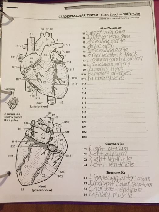Solved Heart: Structure and Function External Structure and | Chegg.com
