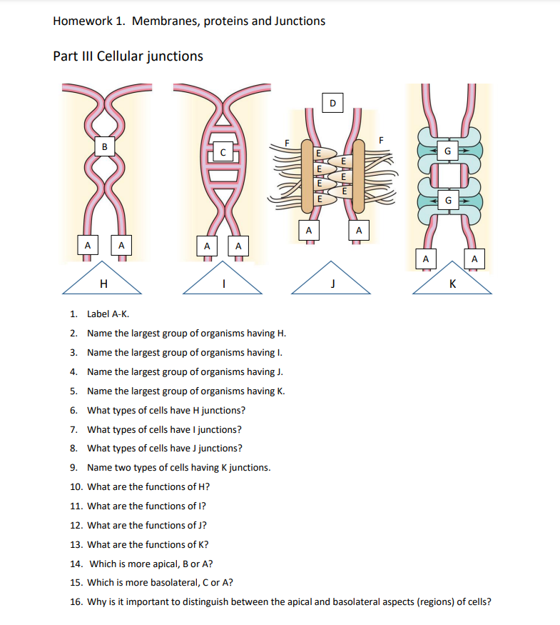 Solved Homework 1. Membranes, proteins and Junctions Part | Chegg.com