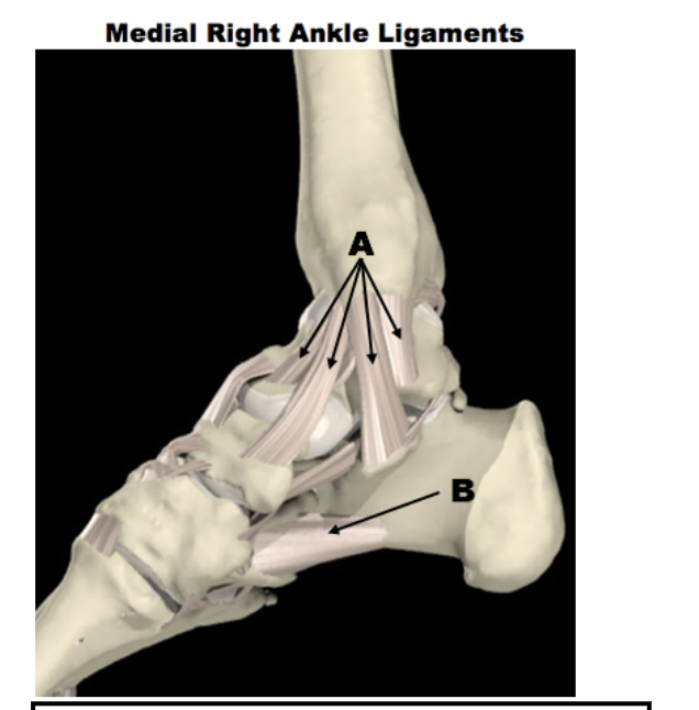 Solved Medial Right Ankle Ligaments А B Lateral Right | Chegg.com