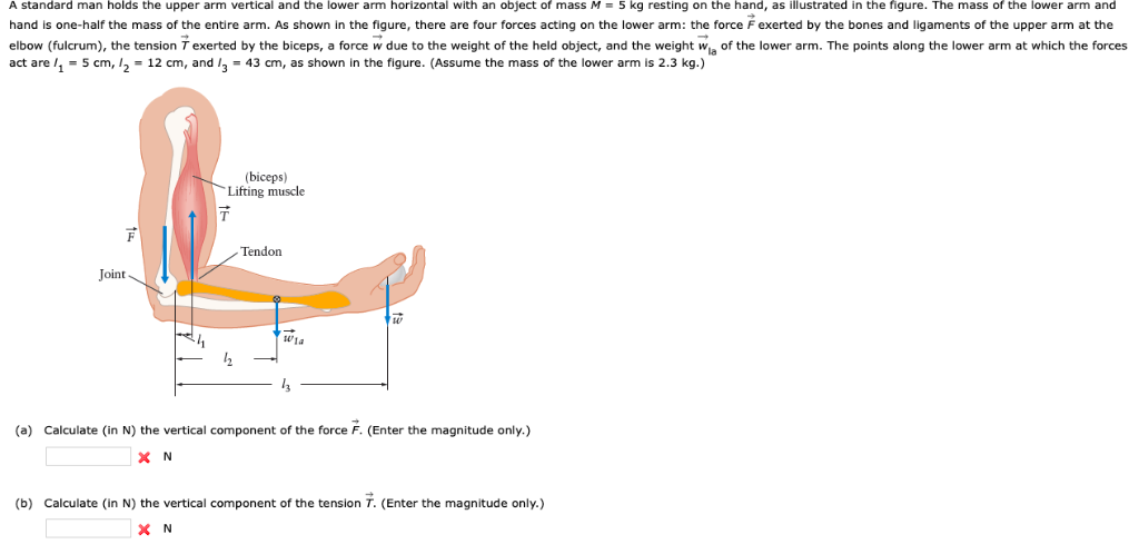Solved A standard man holds the upper arm vertical and the | Chegg.com