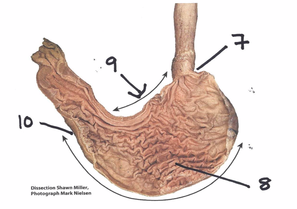 Solved Dissection Shawn Miller, Photograph Mark Nielsen | Chegg.com
