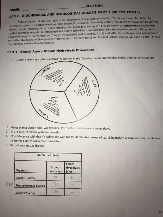 Solved SECTION: NAME LAB 7-BIOCHEMICAL AND SEROLOGICAL | Chegg.com