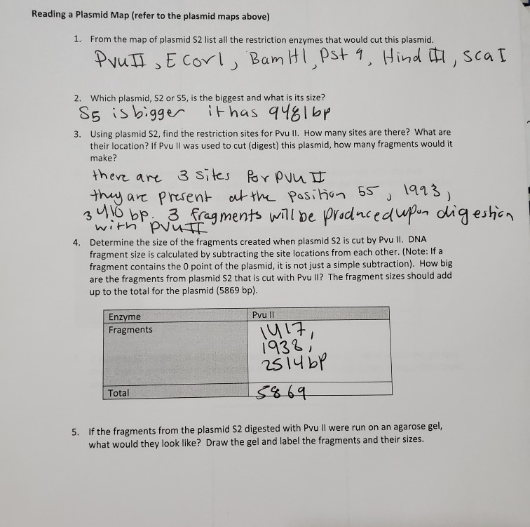 Solved Purpose. Demonstrate the principles of plasmid | Chegg.com