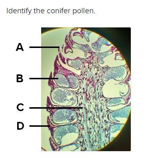 Solved Identify the conifer pollen. | Chegg.com