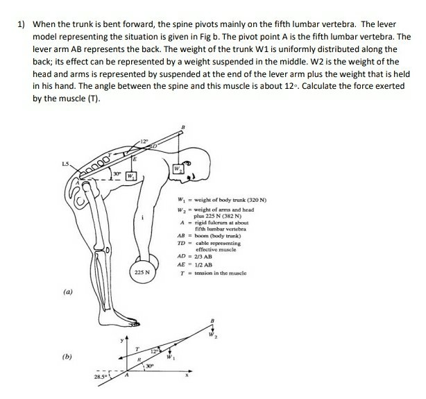 Solved 1) When the trunk is bent forward, the spine pivots | Chegg.com
