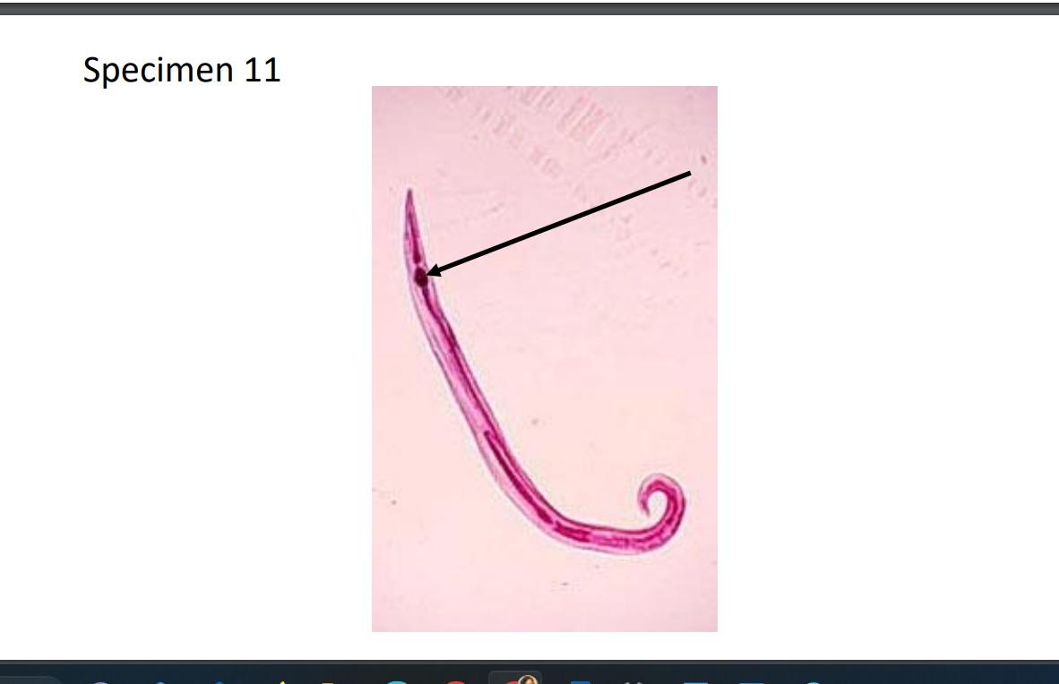 Solved Specimen 1 Specimen 2 \}2Specimen 3 SpecSpecimen 5 | Chegg.com