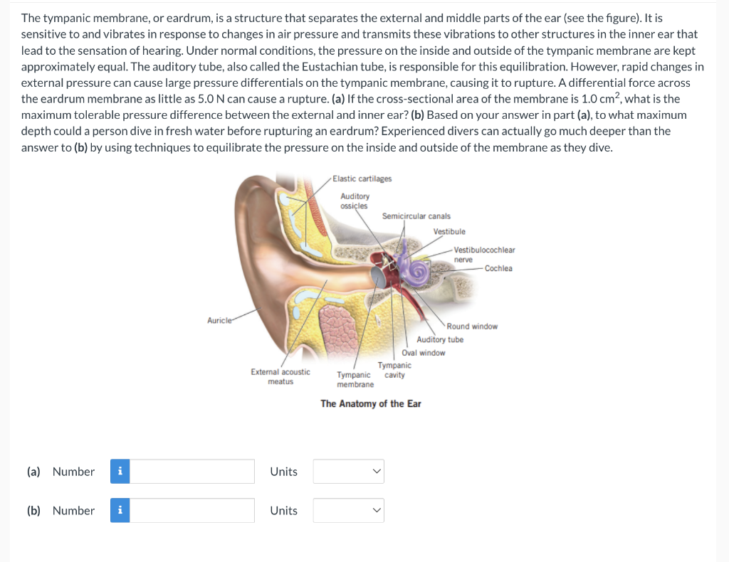 Solved The tympanic membrane, or eardrum, is a structure | Chegg.com