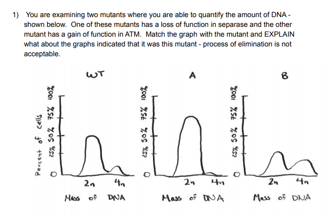 Solved 1) You are examining two mutants where you are able | Chegg.com