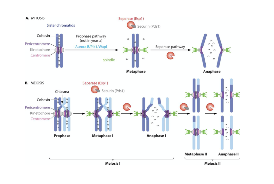 Solved As discussed in Adele L. Marston Mol. Cell. | Chegg.com