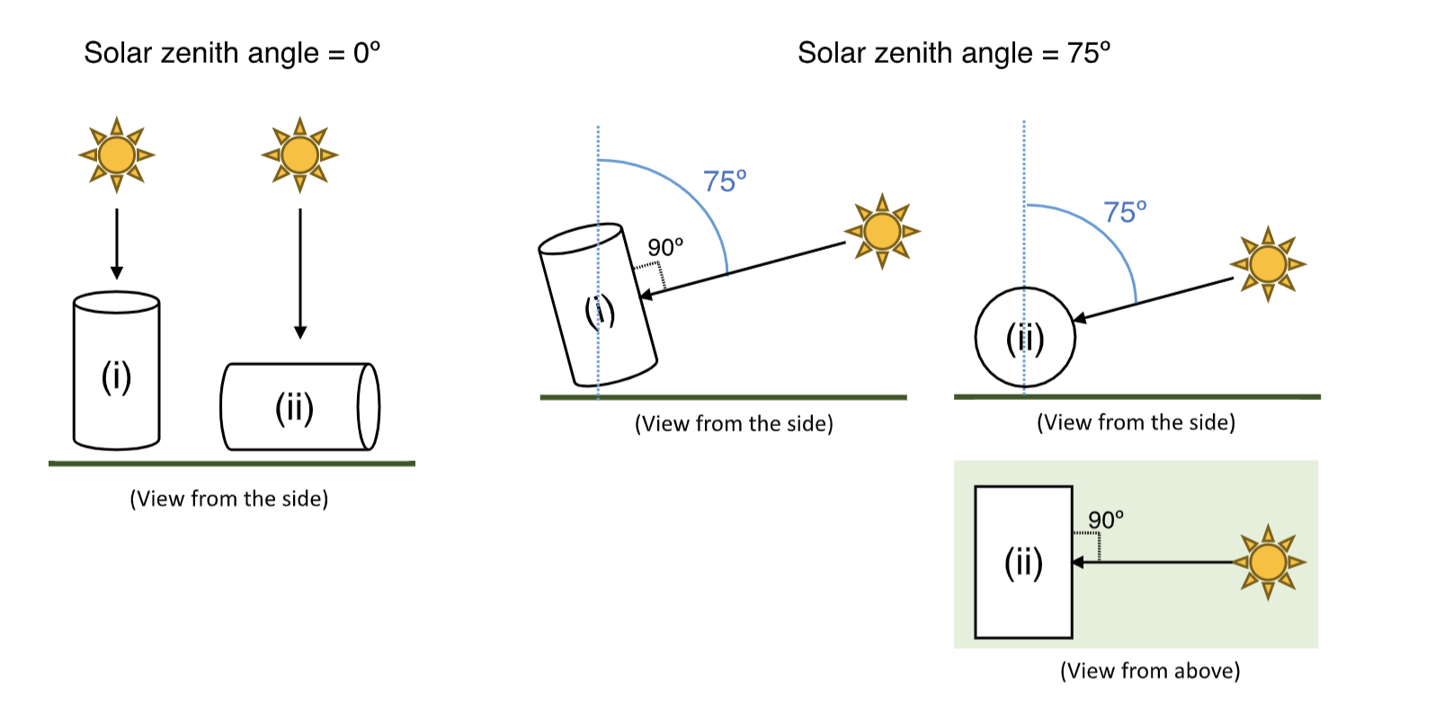 Solved Consider the following organisms: (i) a cylindrical | Chegg.com