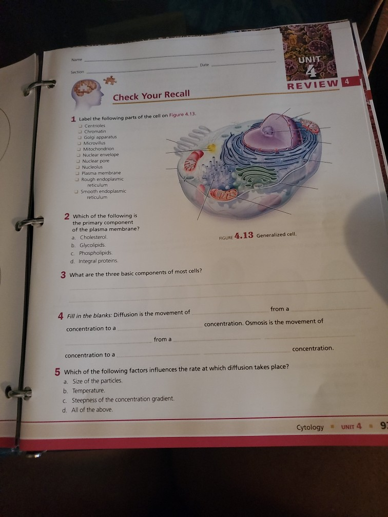 Solved Name IN Section REVIEW Check Your Recall 1 Label the | Chegg.com