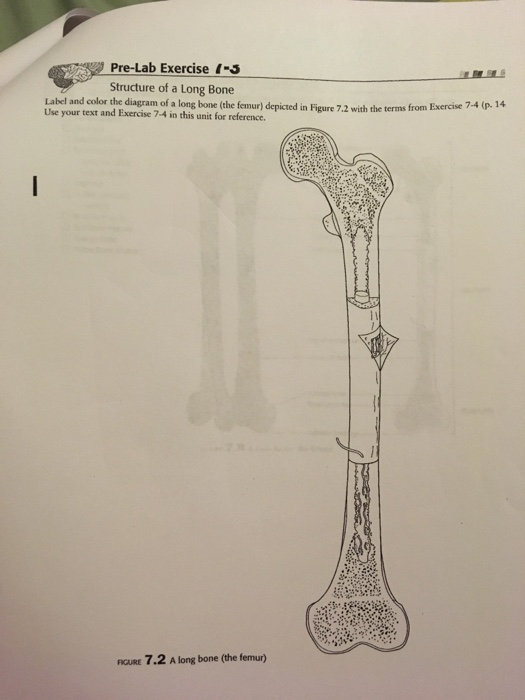 Solved Pre-Lab Exercise-5 Structure of a Long Bone Label and | Chegg.com