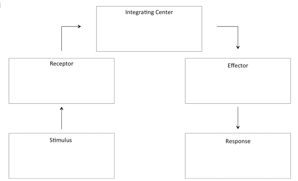 Stimulus Response Model
