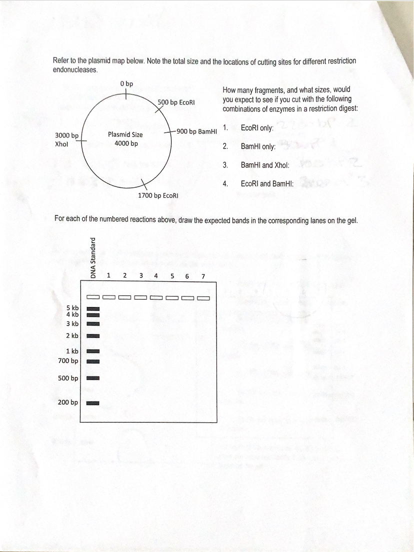 Solved Refer to the plasmid map below. Note the total size | Chegg.com
