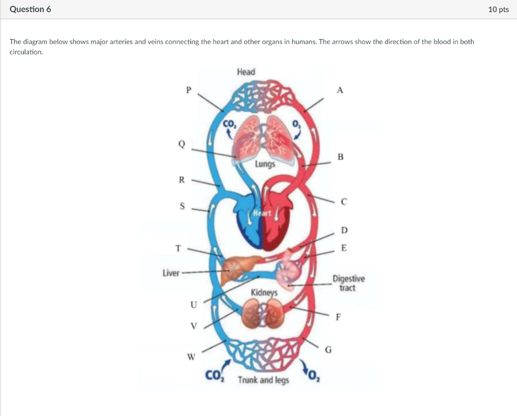 Solved Question 6 10 pts The diagram below shows major | Chegg.com