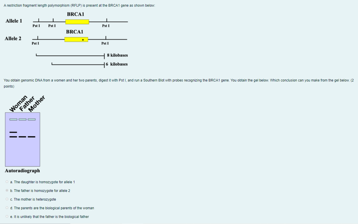 Solved A restriction fragment length polymorphism (RFLP) is | Chegg.com