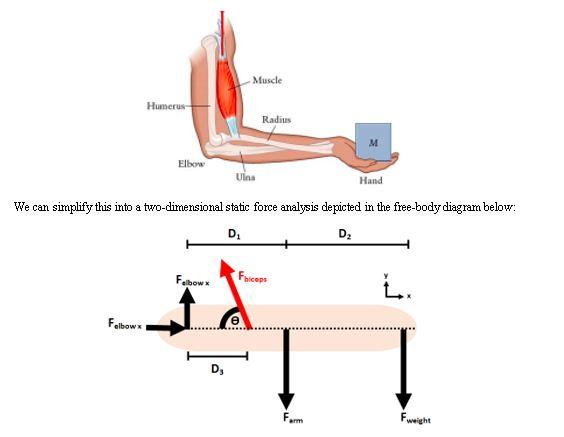 Solved The figure below shows the anatomy of the human arm | Chegg.com