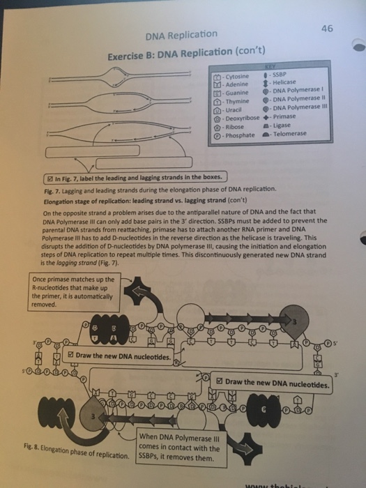 Solved 46 DNA Replication Exercise B: DNA Replication | Chegg.com