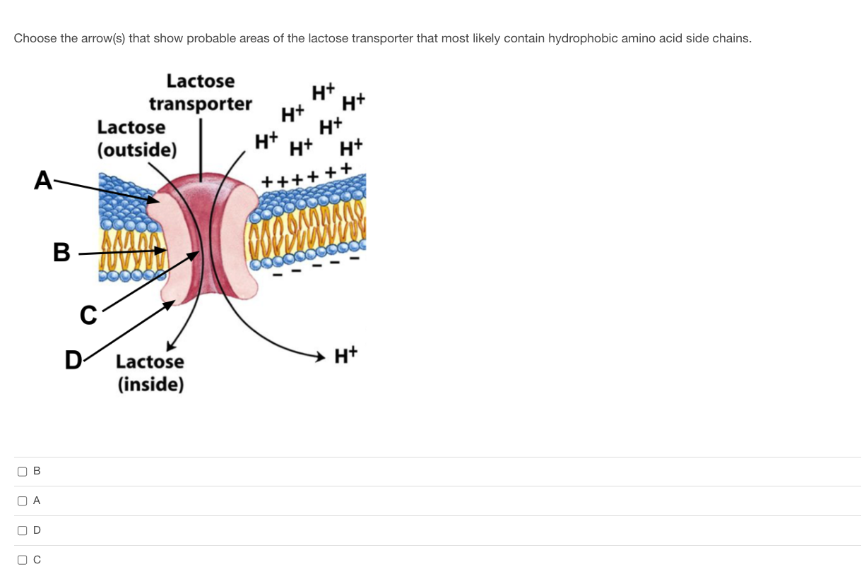 Solved Choose the arrow(s) that show probable areas of the | Chegg.com