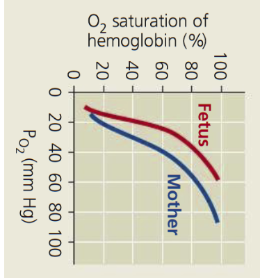 Solved The hemoglobin of a human fetus differs from adult | Chegg.com
