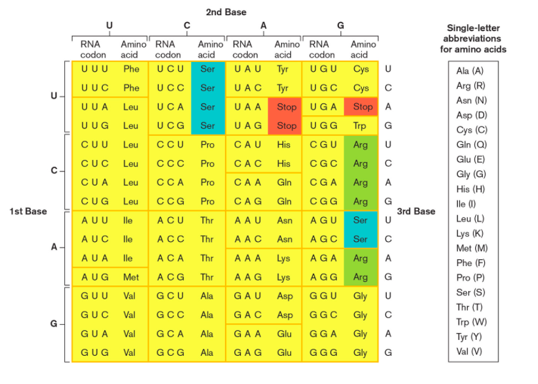 Solved Using this standard genetic code, predict the minimum | Chegg.com