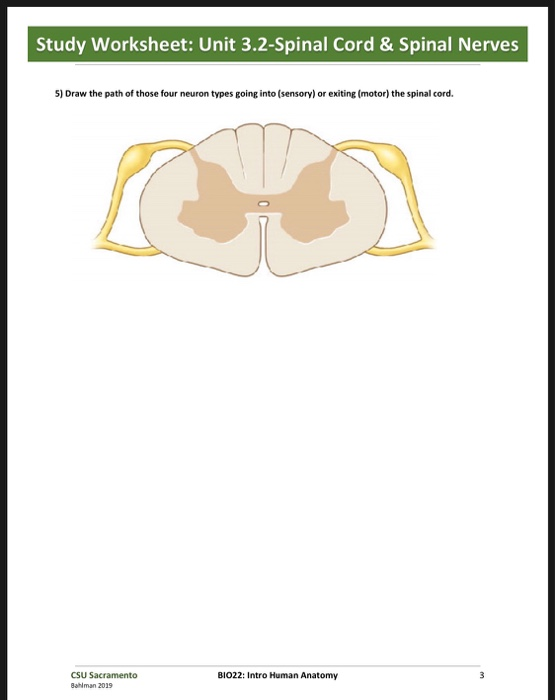 Solved Study Worksheet: Unit 3.2-Spinal Cord & Spinal Nerves | Chegg.com